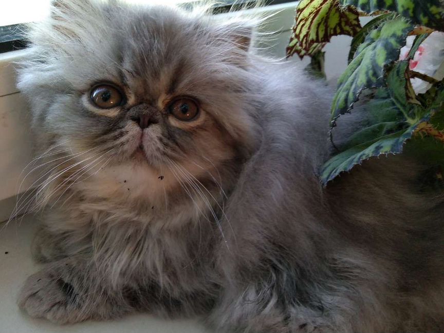 Персидская кошечка