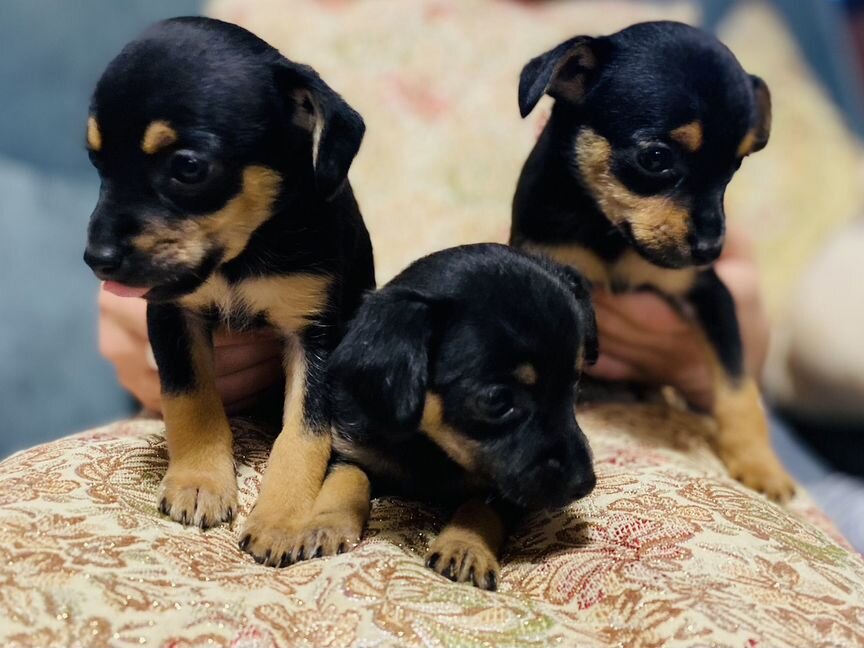 Той-терьер щенки