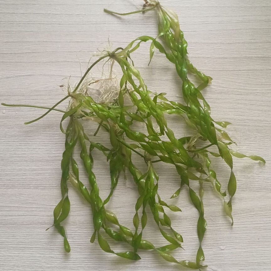 Растение в аквариумное