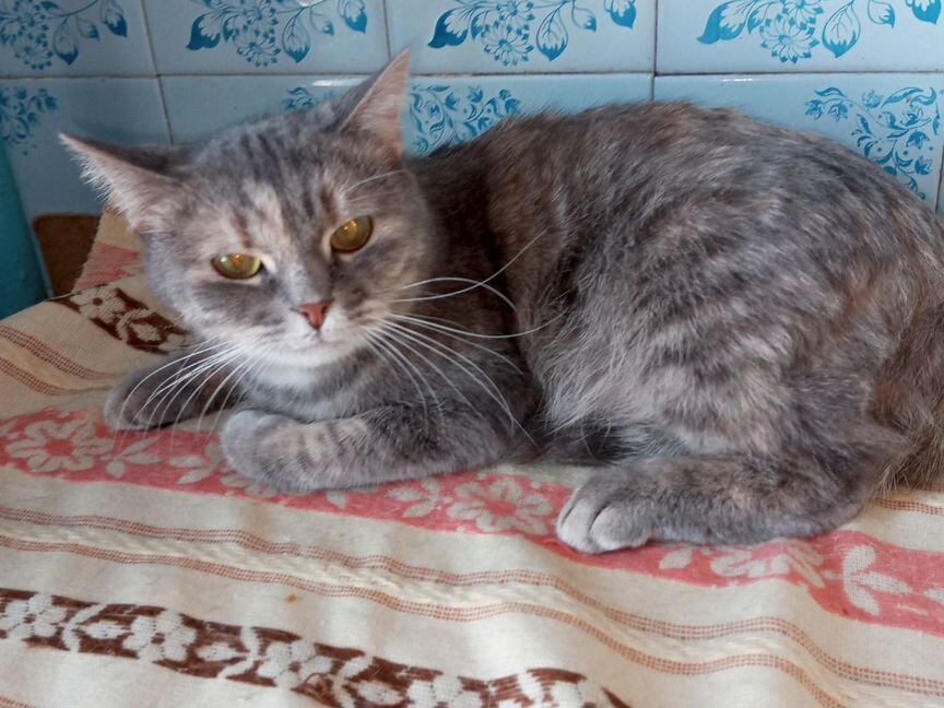 Кошечка, девочка, ответственным людям