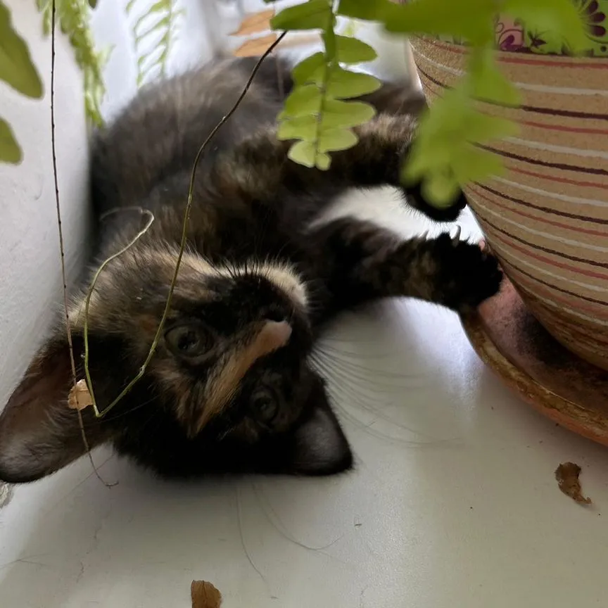 Отдам в добрые руки котенка