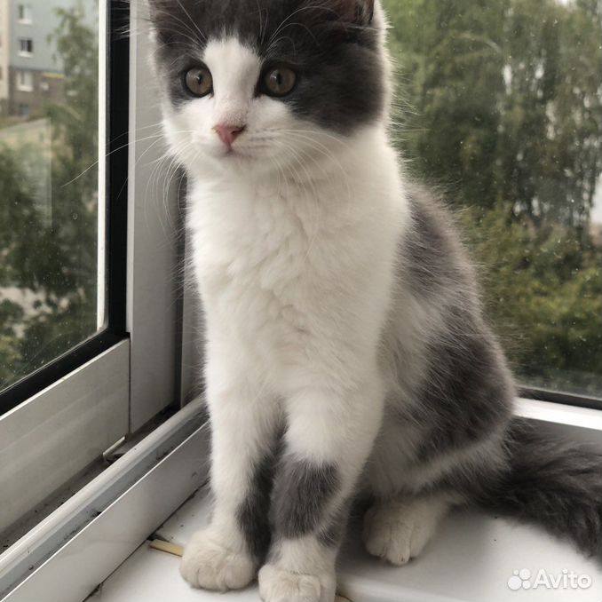 Котёнок Лёвик 3 мес