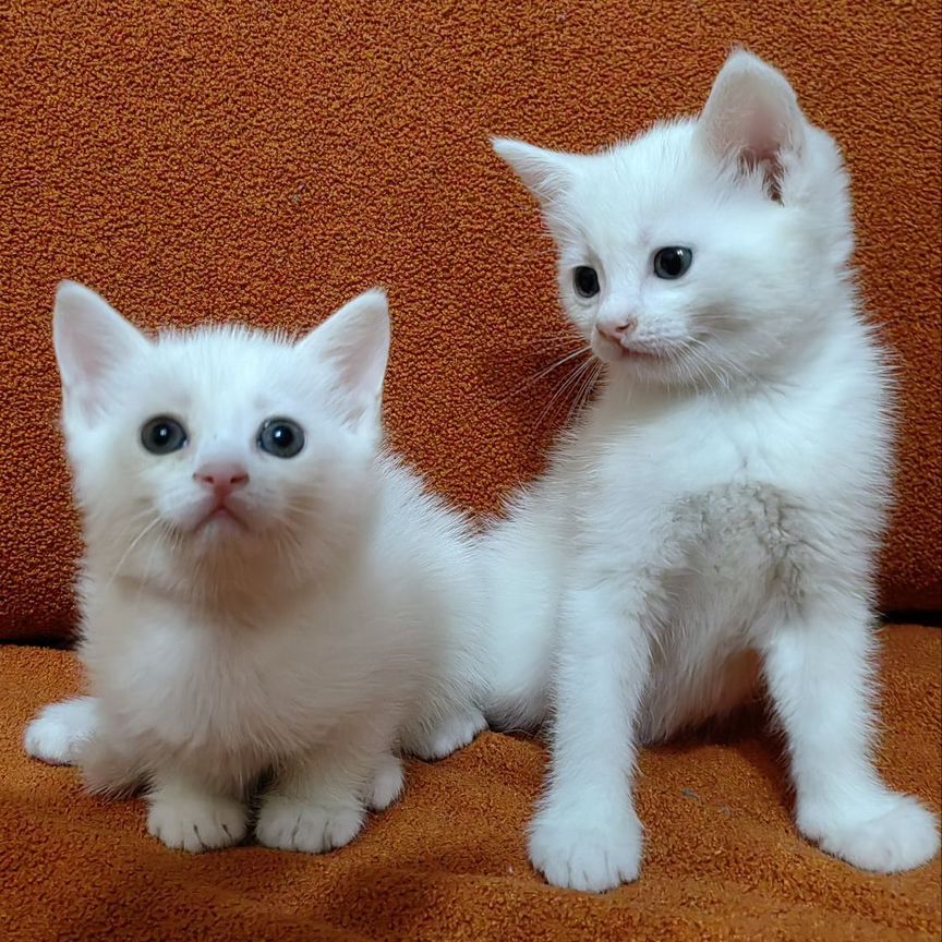 Котята в дар