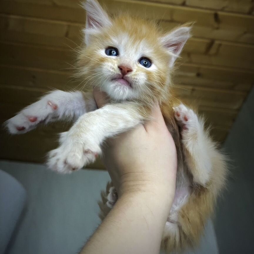 Красная кошечка мейн-куна