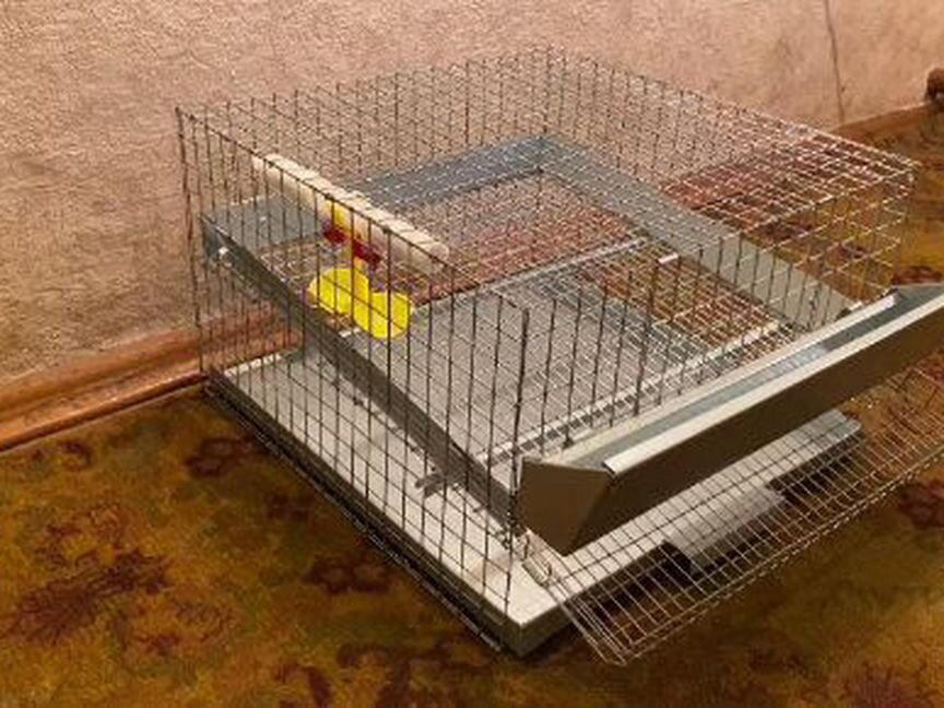 Брудер для перепелов