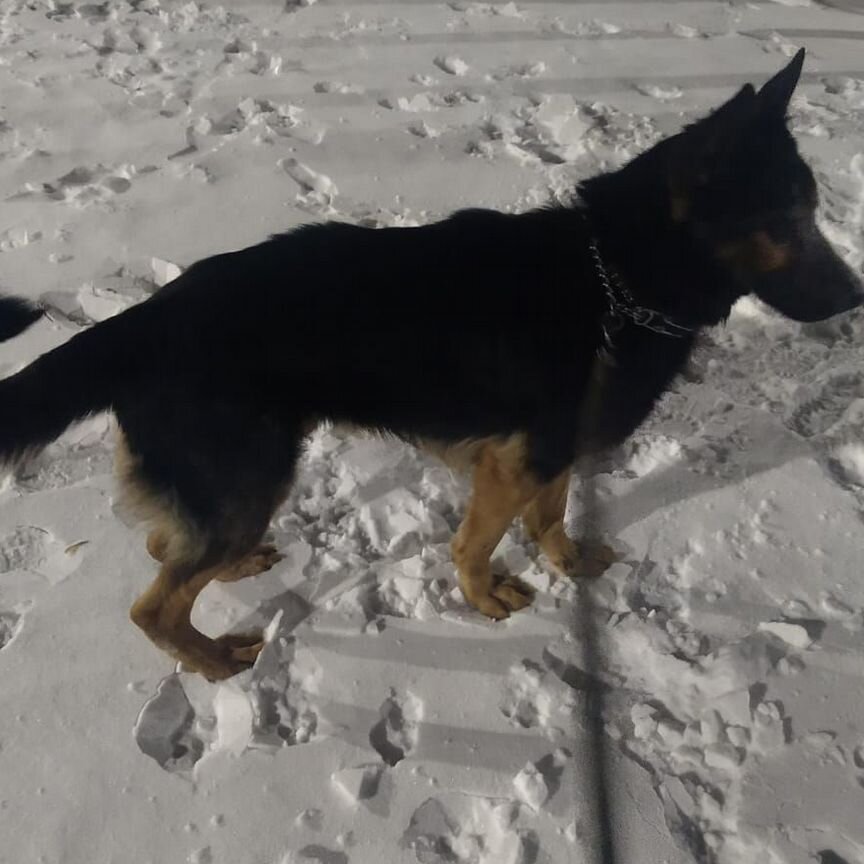 Немецкая овчарка