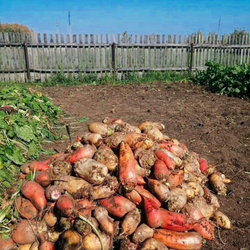 Свекла кормовая