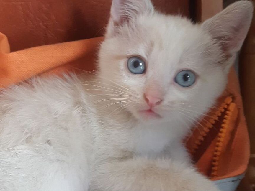 Котики бесплатно