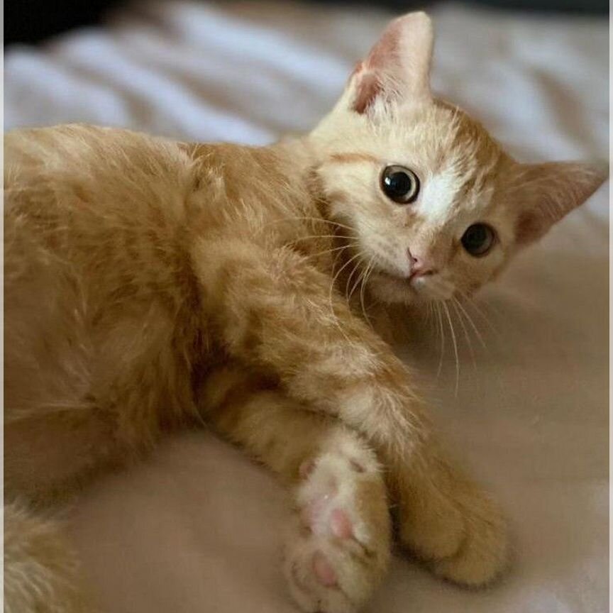 Ищем заботливого, доброго хозяина