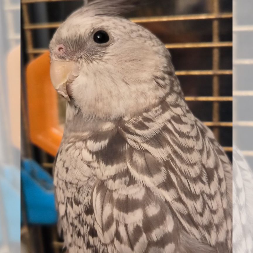 Попугай корелла птенец мальчик