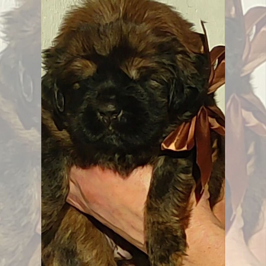 Тибетский мастиф, щенок