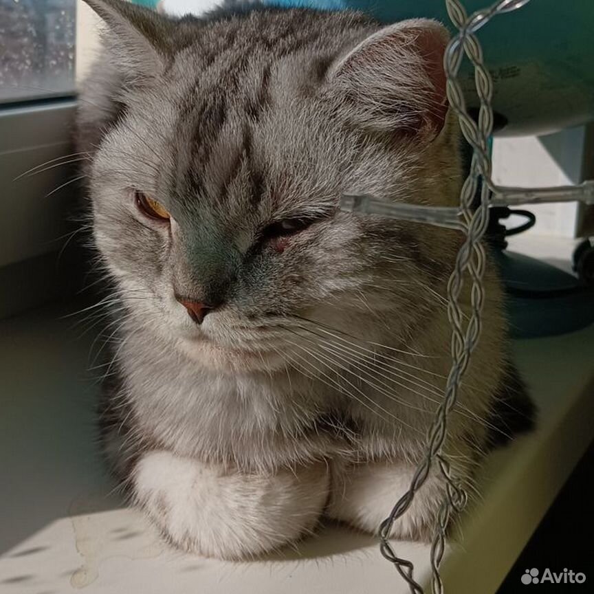 Отдам кота в добрые руки