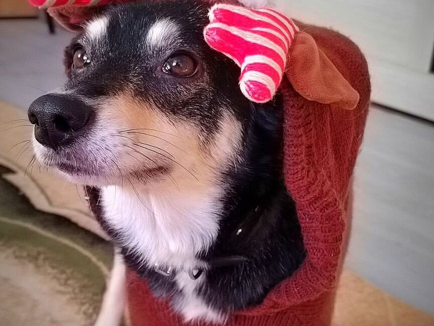 Маленькая собачка в добрые руки