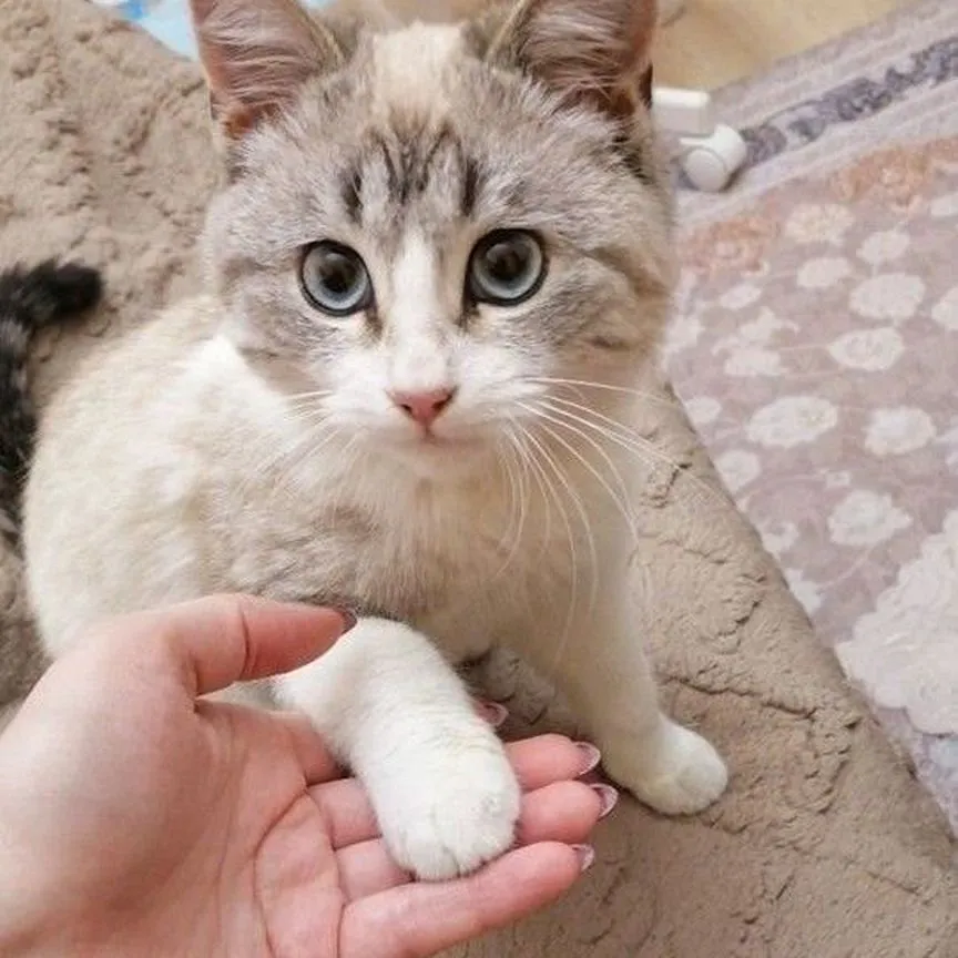 Отдам в очень добрые руки кошечку
