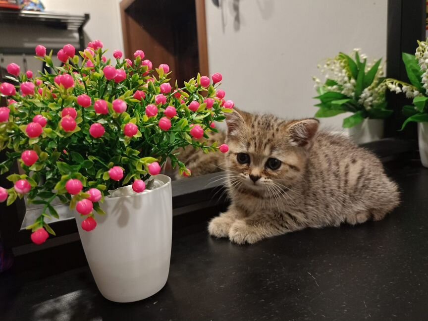 Шотландские котята