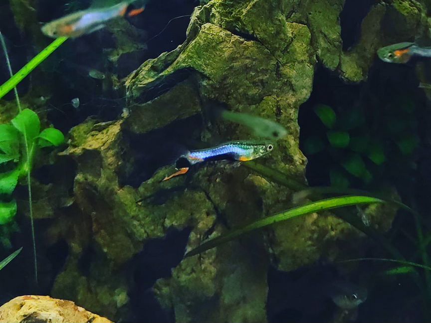 Аквариумные гуппи,рыбки