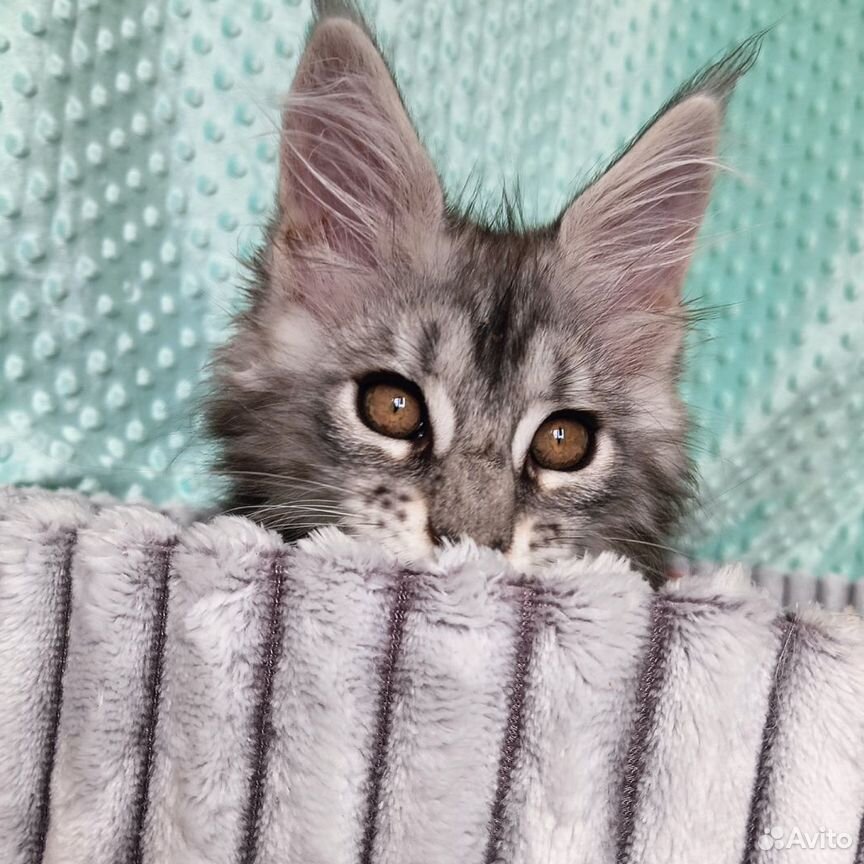 Котенок мальчик мен кун