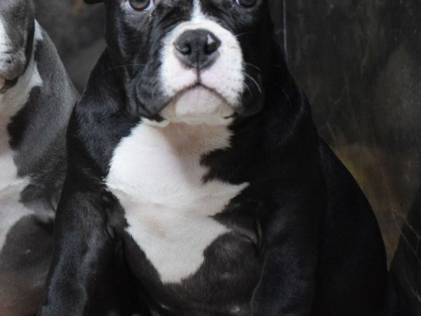 Щенки Ам булли покет