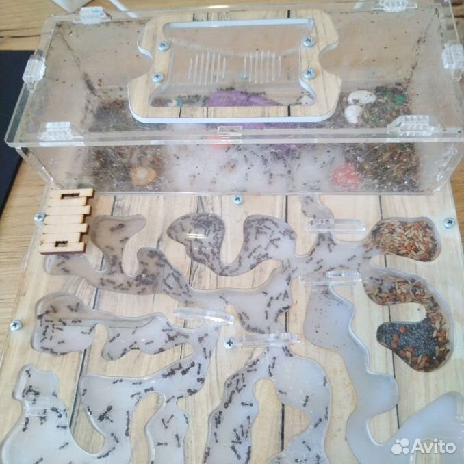 Муравьи- жнецы с маткой. Бесплатно