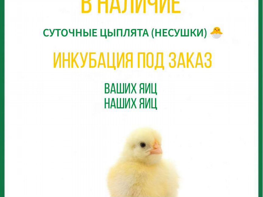 Суточные цыплята