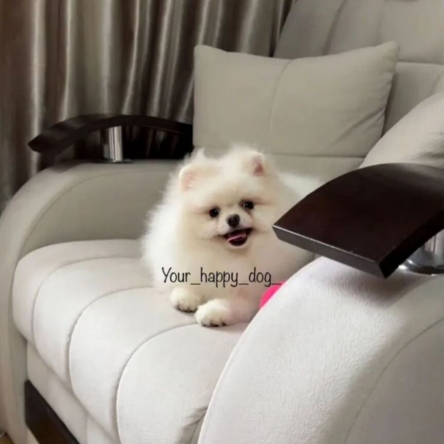 Курносая Девочка Померанский Шпиц