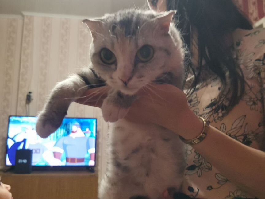 Кошка
