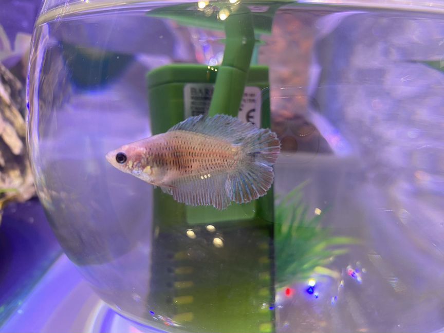 Рыбка петушок самка