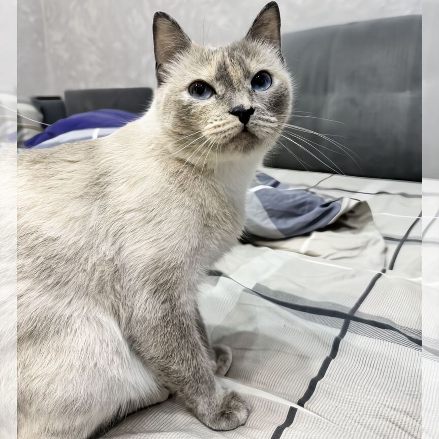 Сиамская, взрослая кошка