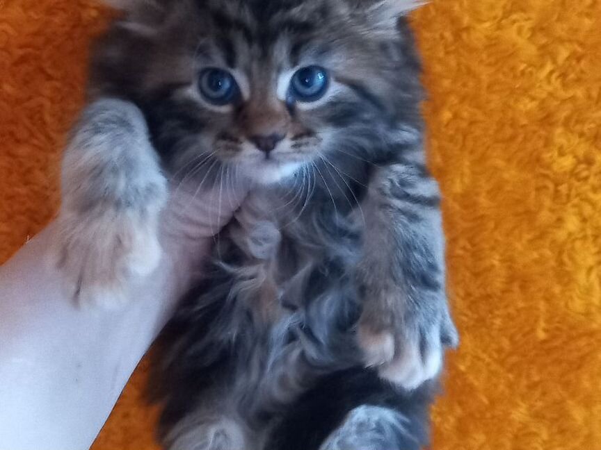 Сибирские котята