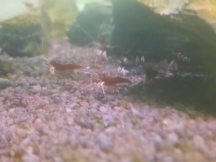 Креветка кардинал