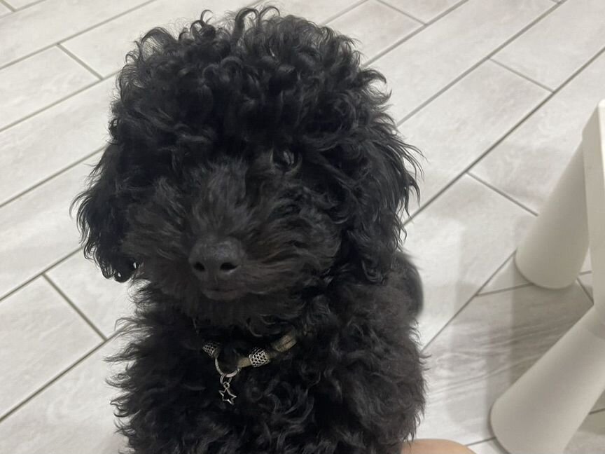 Карликовый пудель 3 мес