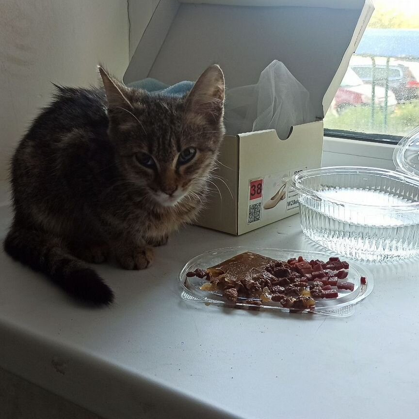 Котик 3,5 месяца