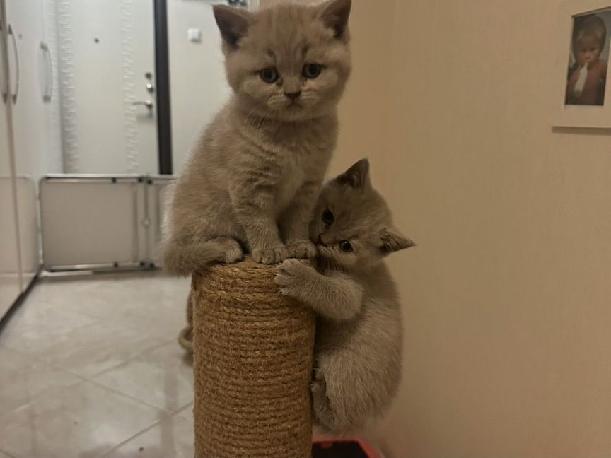 Шотландские лиловые котята