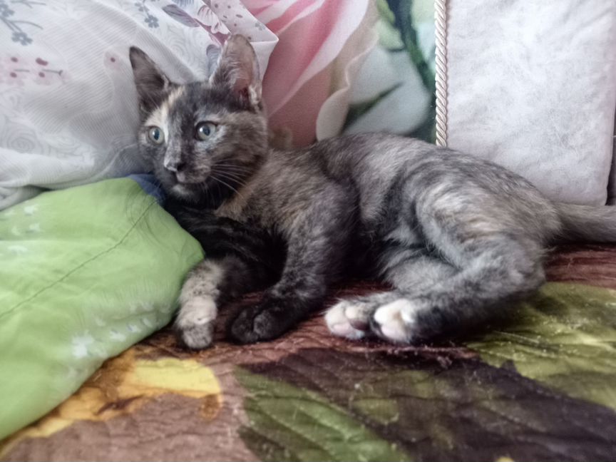 Котенок девочка только в самые заботливые руки