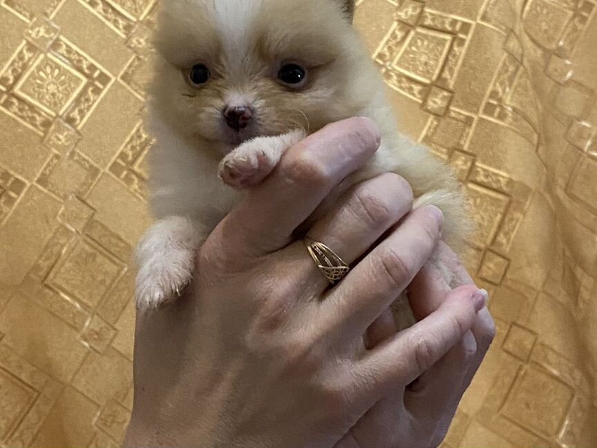 Щенки немецкого шпица