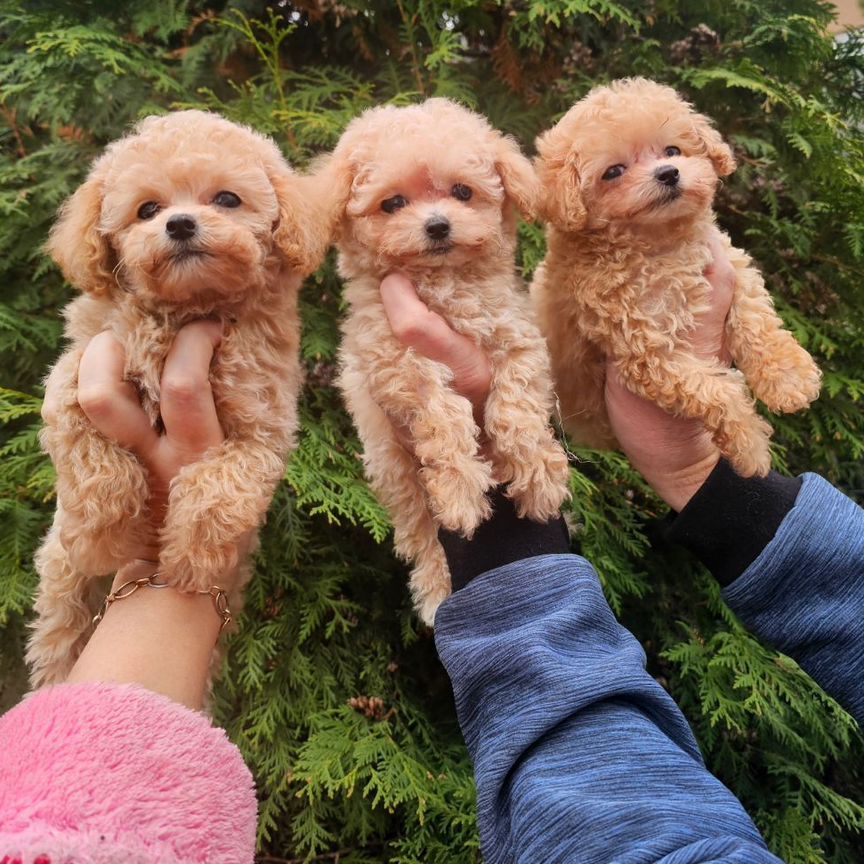 Той-пудель, щенок