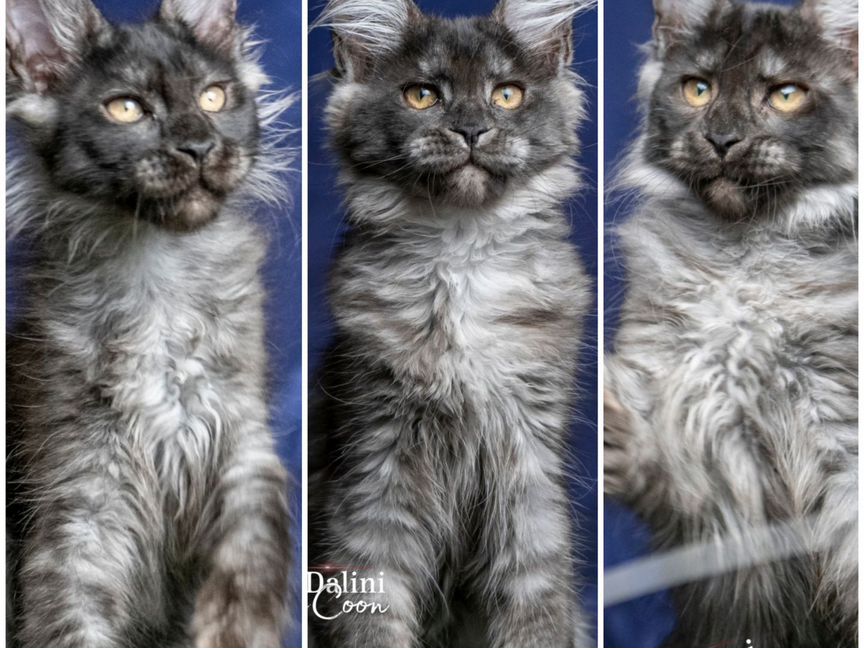 Мейн-кун девочки дымные