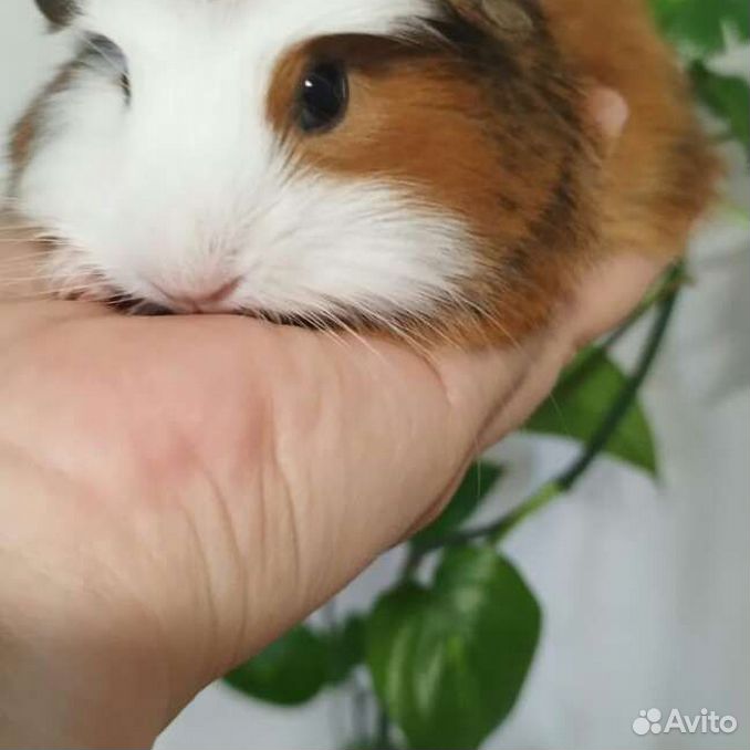 Морские свинки малыши
