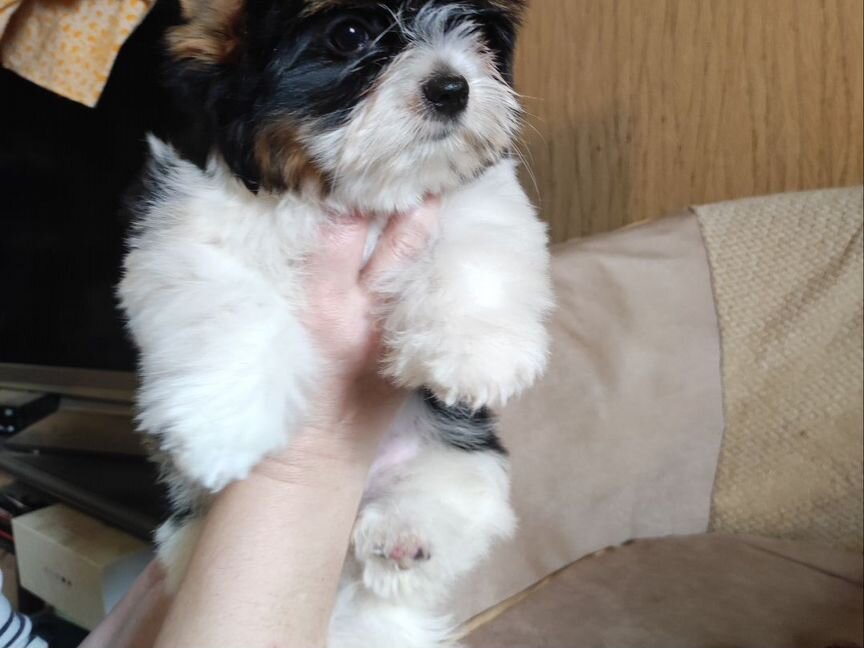 Пушистый колобок