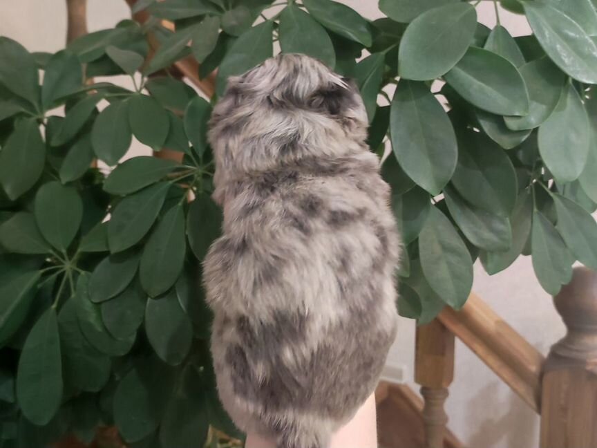 Щенки чихуахуа мрамор