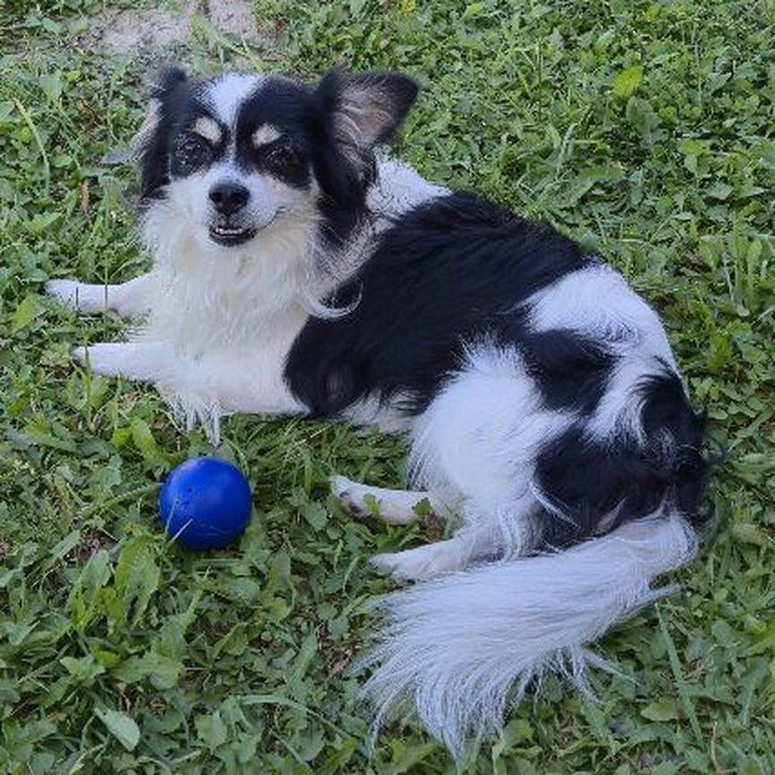 Пикинес-чихуахуа