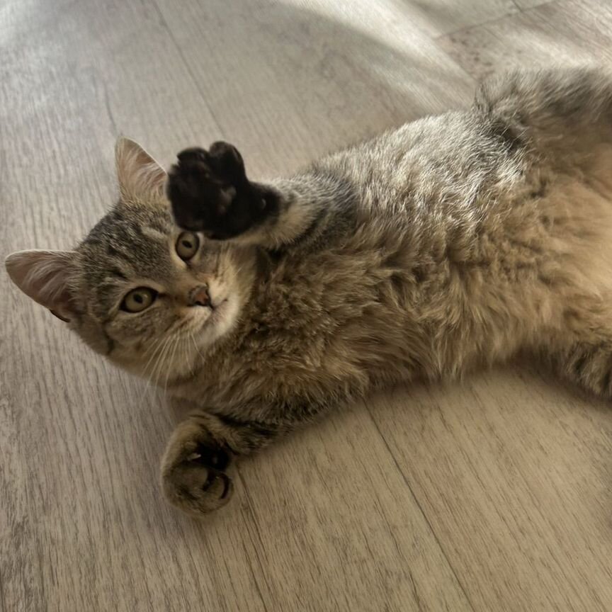 Котёнок в добрые руки