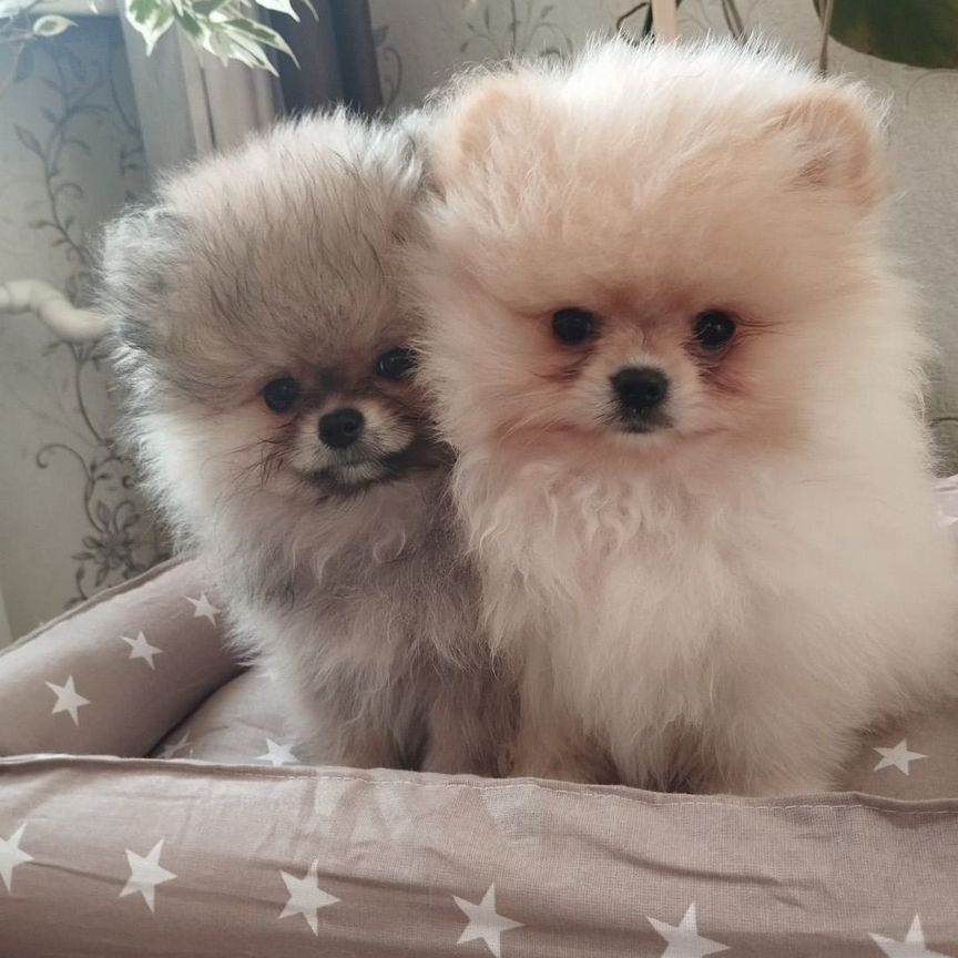 Померанский шпиц