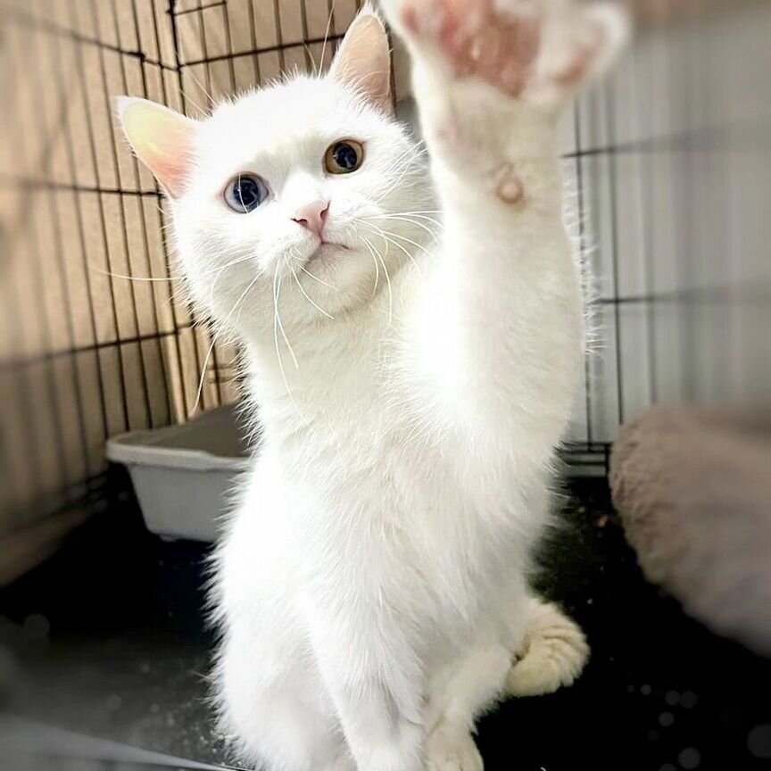 Моника (10 мес.) разноглазая красоточка ищет дом