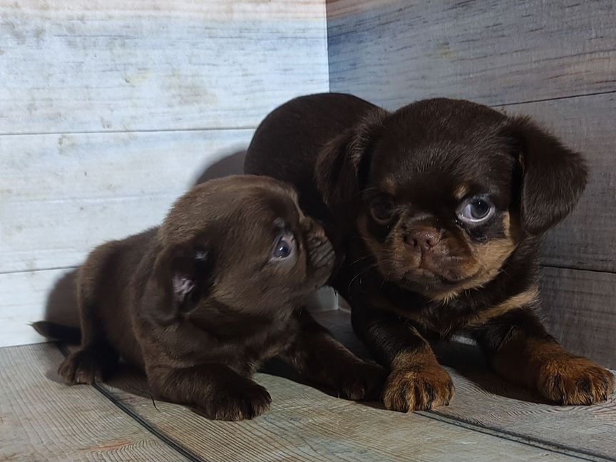 Шоколадные братики брабантики