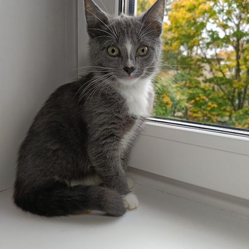 Котик Грей в заботливую семью