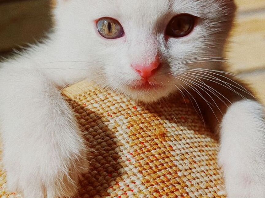 Котенок в добрые руки, приучен к лотку