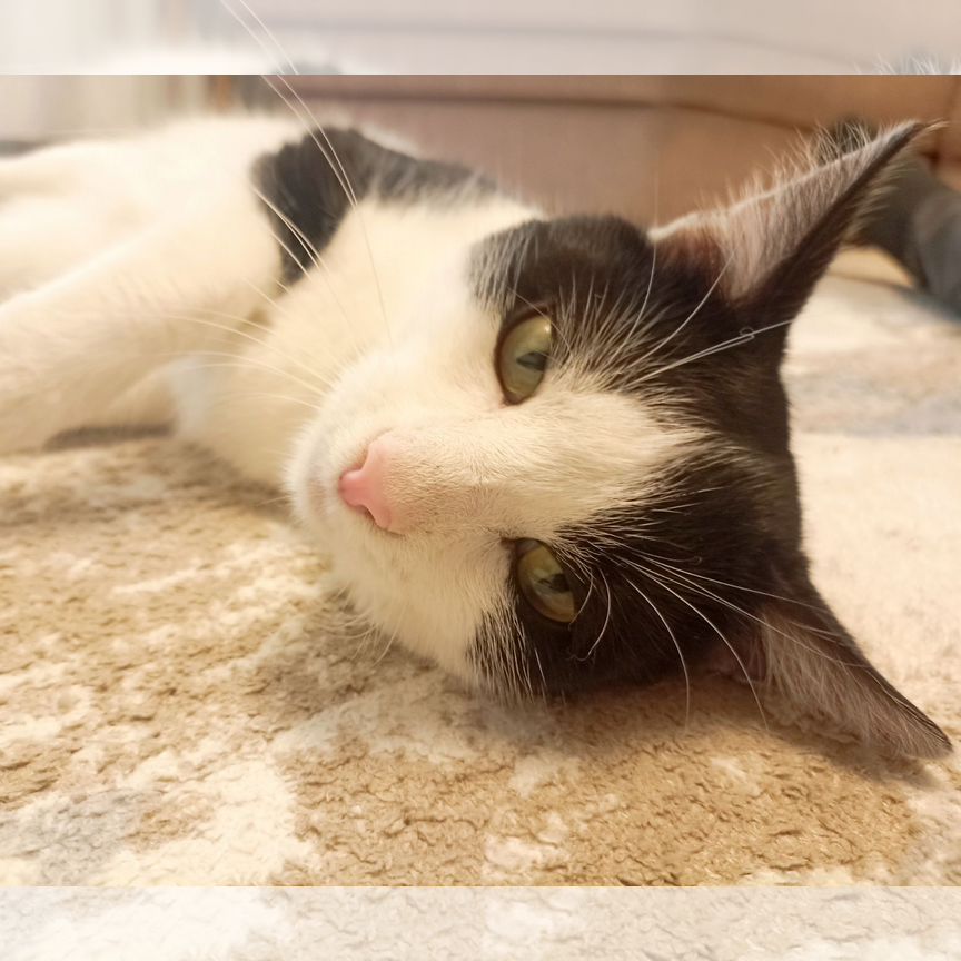 Котёнок в добрые руки