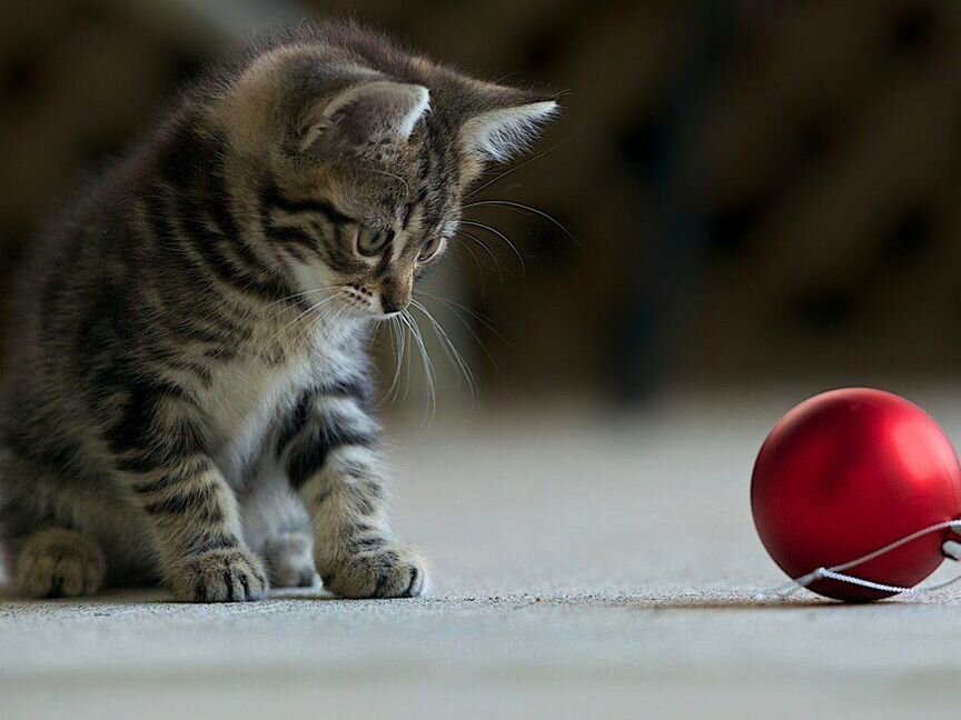 Чудо добрые лечебные котята