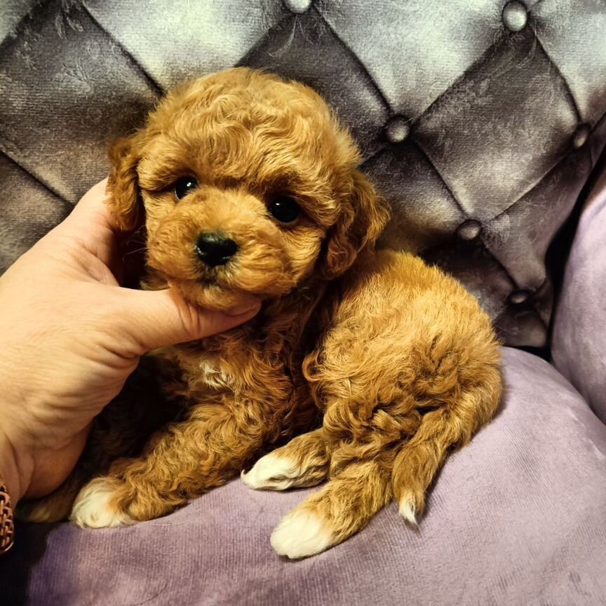 Мальтипу, щенок